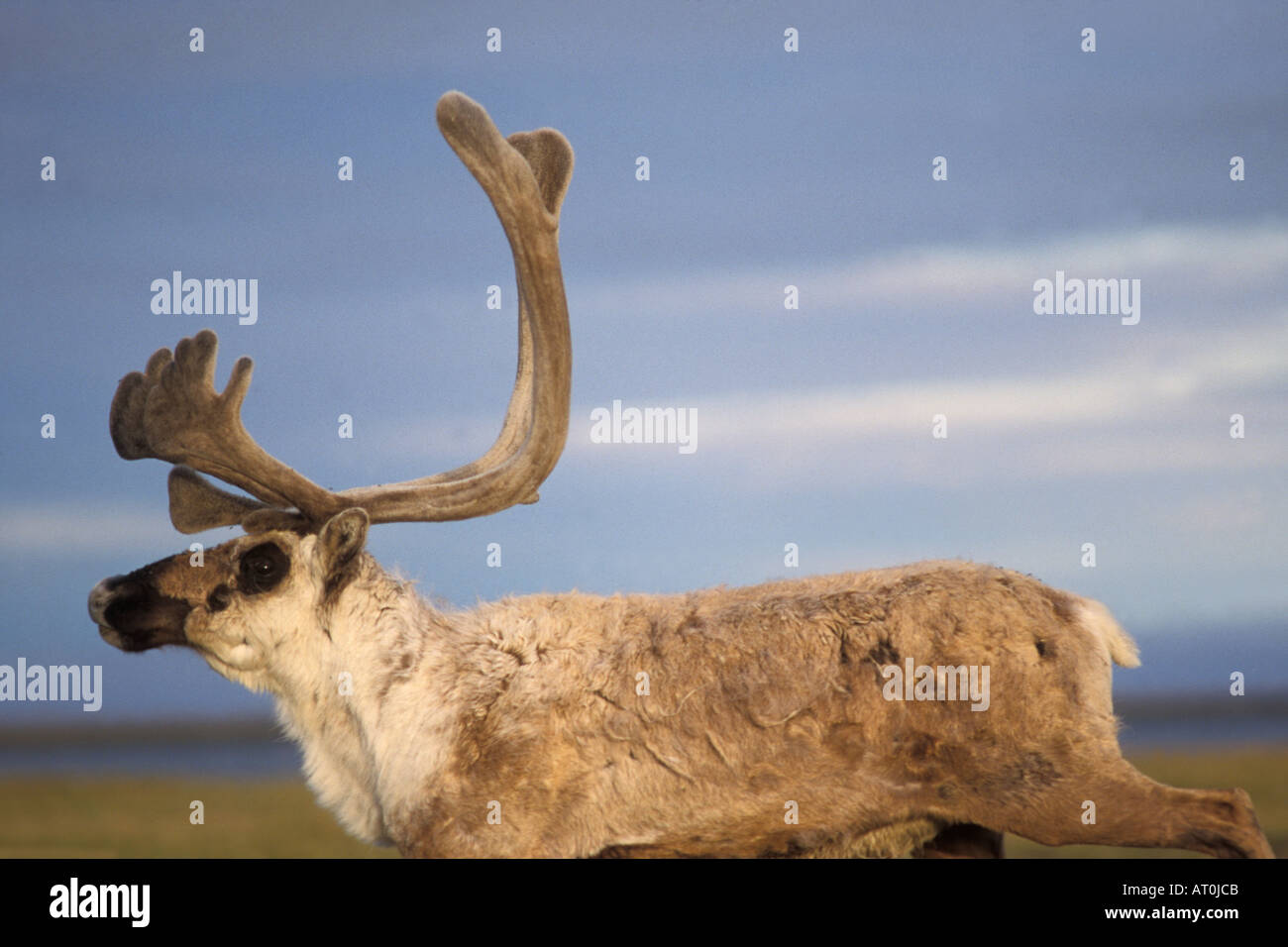 barren ground caribou Rangifer tarandus bull with velvet antlers ...