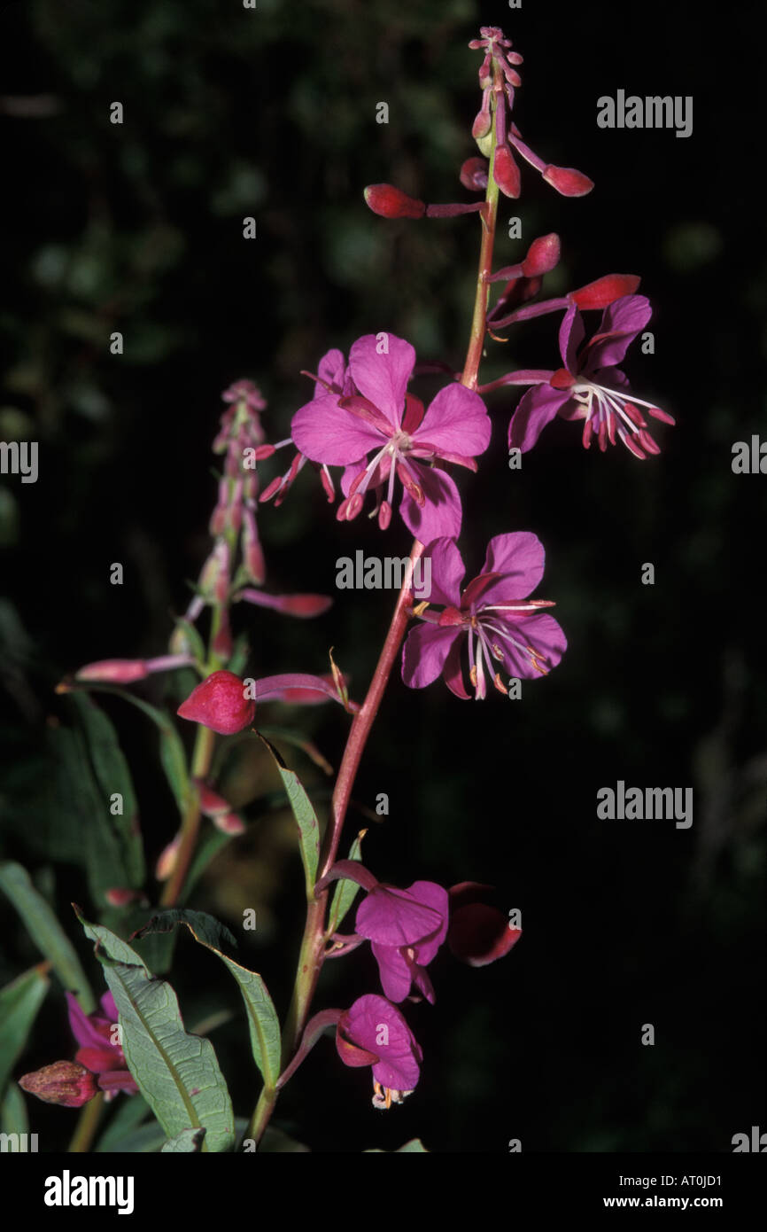 fireweed Epilobium angustifolium in bloom under the midnight sun ...