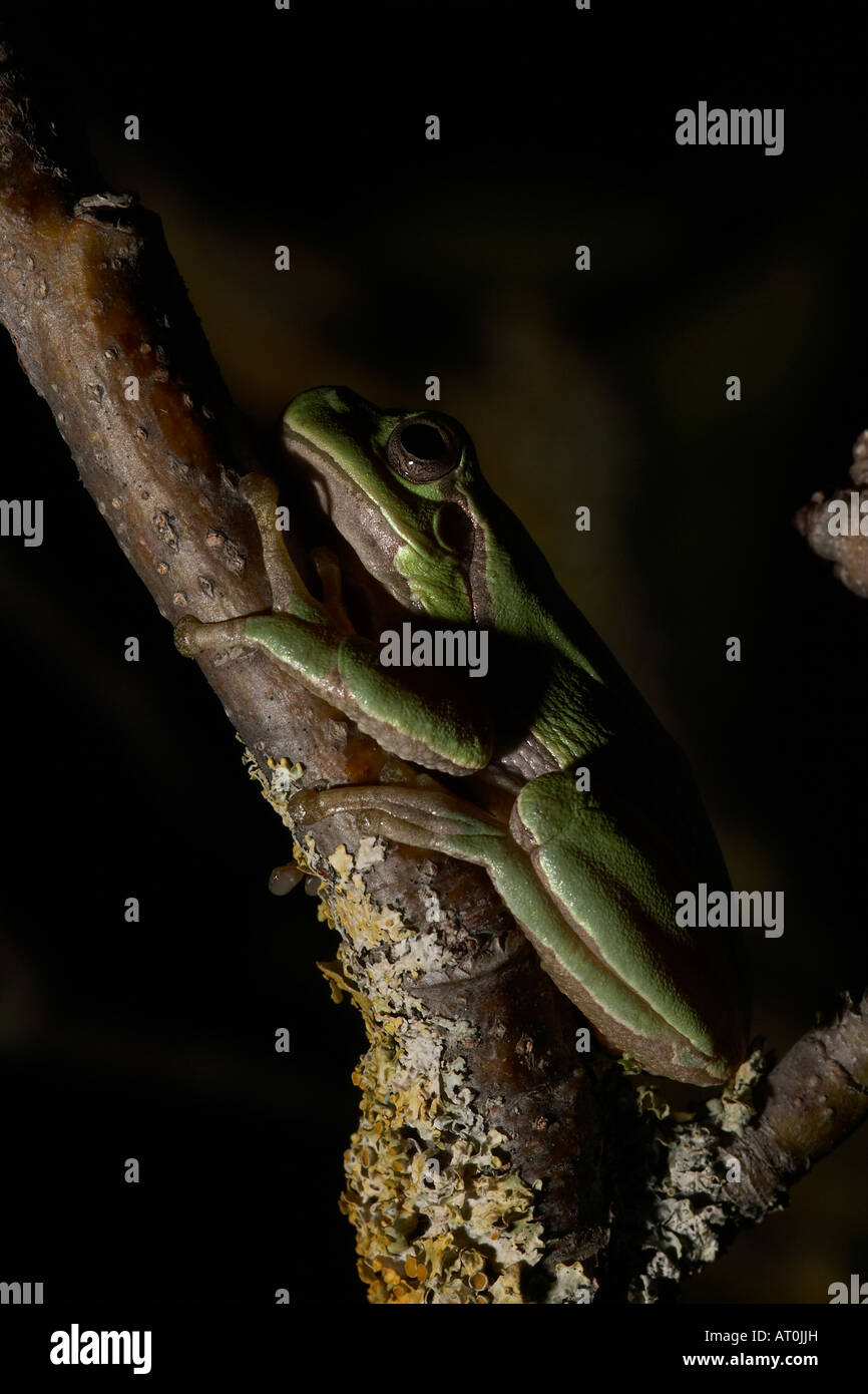 Italian Tree Frog Hyla intermedia Central Italy Stock Photo - Alamy