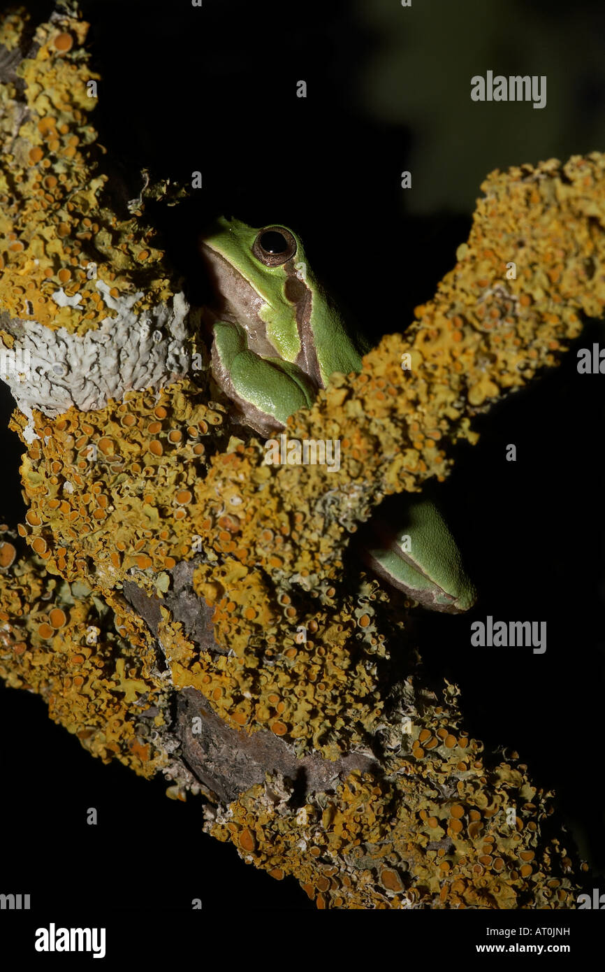 Italian Tree Frog Hyla intermedia Central Italy Stock Photo - Alamy