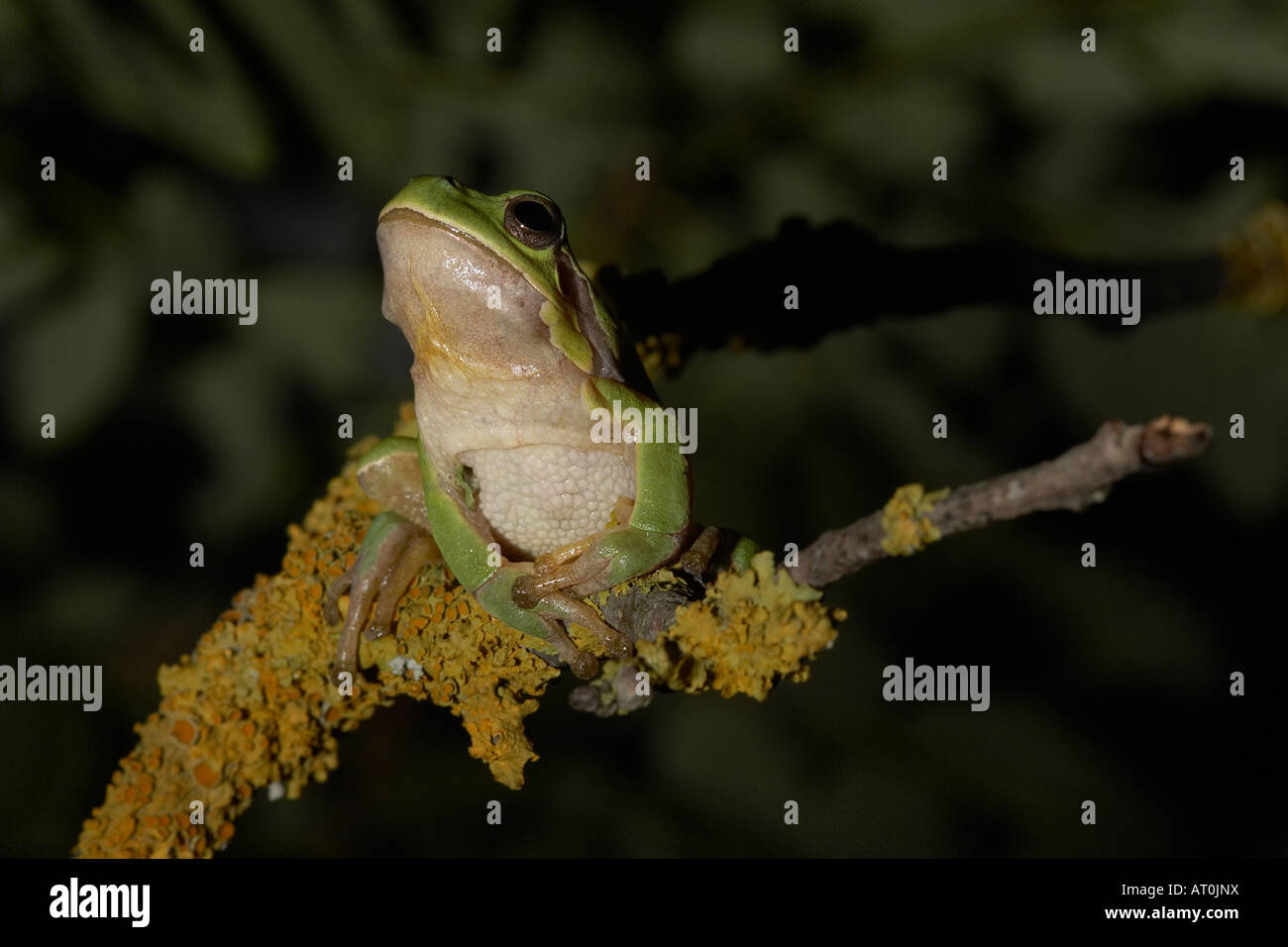 Italian Tree Frog Hyla intermedia Central Italy Stock Photo - Alamy