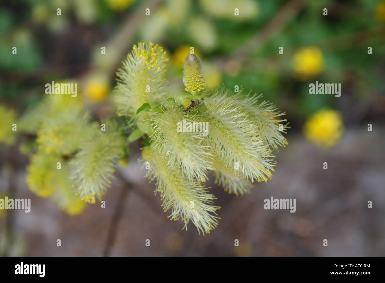 Blooming weeping willow in spring hi-res stock photography and images ...