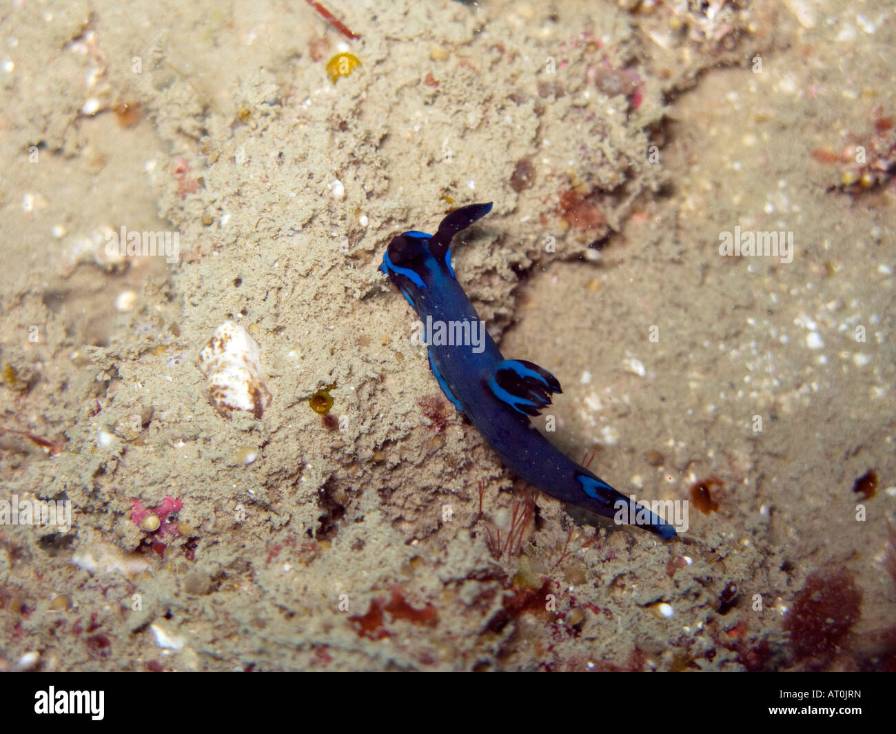 Blue nudibranch hi-res stock photography and images - Alamy
