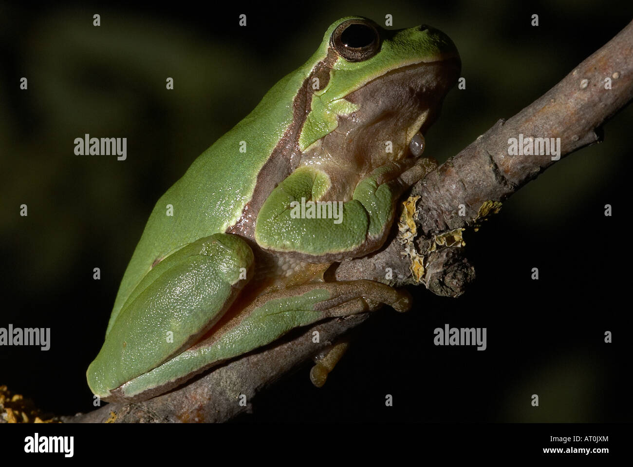 Italian Tree Frog Hyla intermedia Central Italy Stock Photo - Alamy
