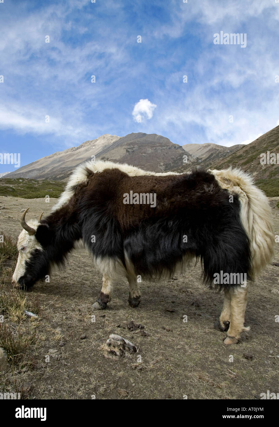 Yak. Near Thorung Phedi (44450m). annapurna circuit trek. Nepal Stock ...