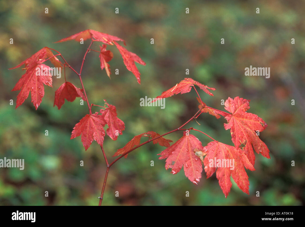 red maple Acer rubrum in fall colors Smokey Mountain National Park ...