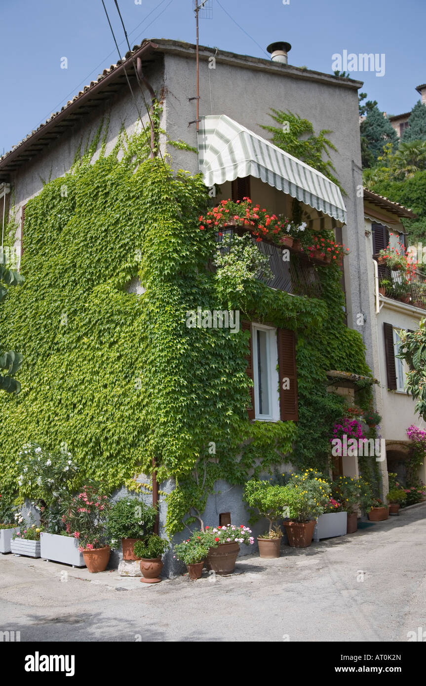 Italian Ivy Covered House; Plant wall on street corner, in Greve, Italy ...