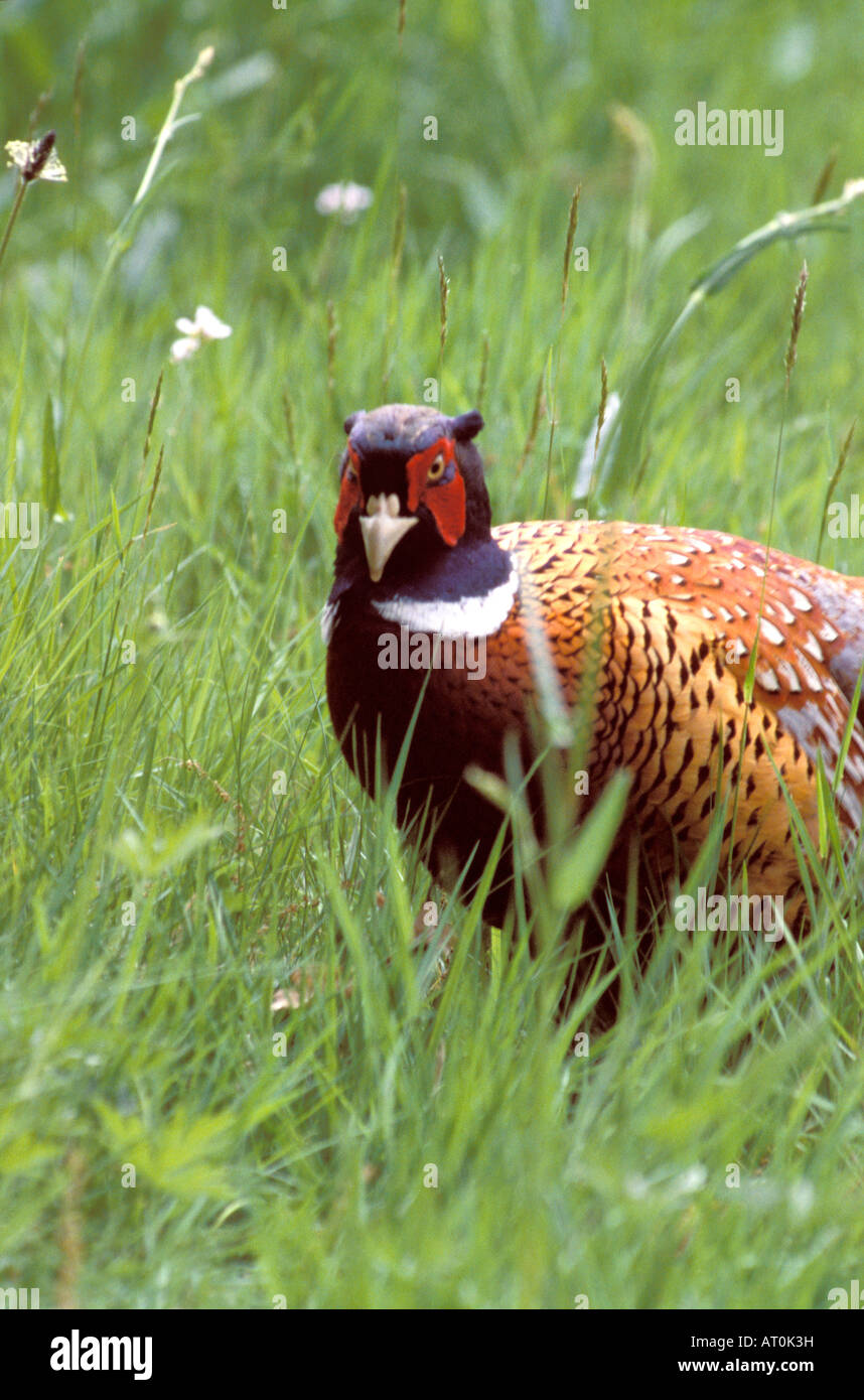 Wild english pheasant in the countryside, Staffordshire, England Stock ...