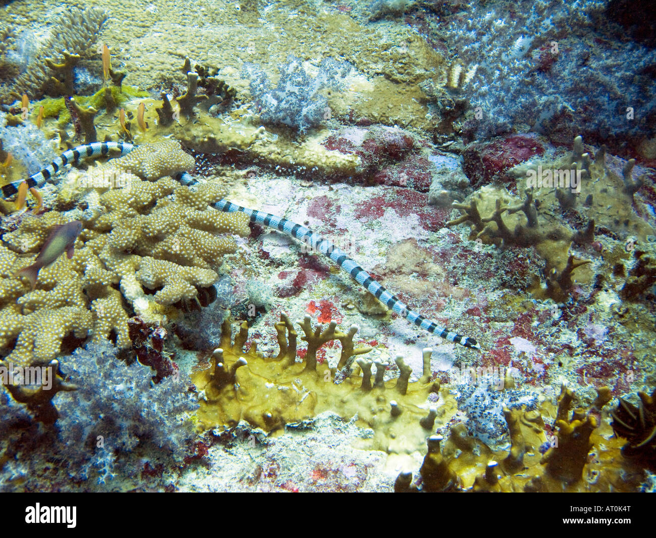 Krait hi-res stock photography and images - Alamy