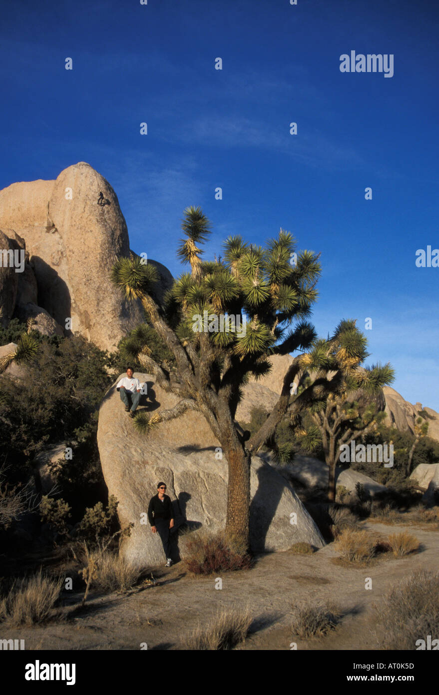 Joshua trees Yucca elata with hikers and rock boulders in the ...