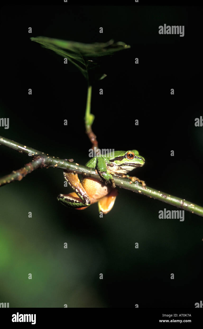pacific treefrog Hyla regilla on a branch in the rainforest of the ...