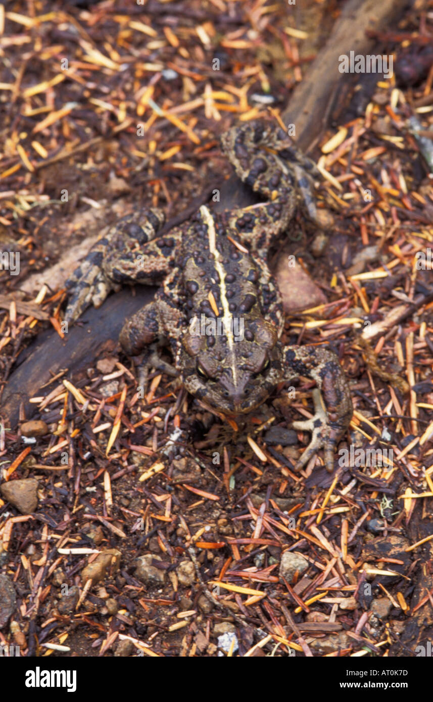 Bufo Boreas