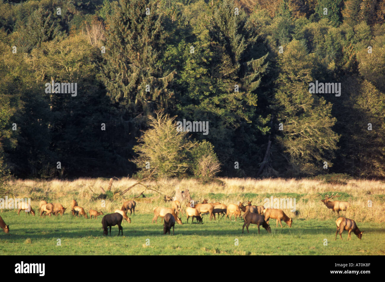 Roosevelt Elk Olympic National Park Stock Photos & Roosevelt Elk ...