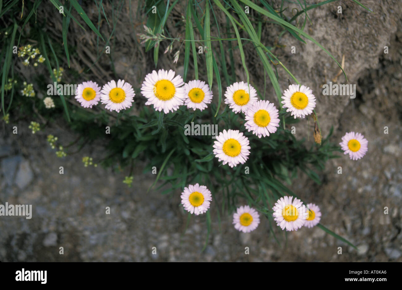Subalpine Daisy Erigeron Peregrinus High Resolution Stock Photography ...