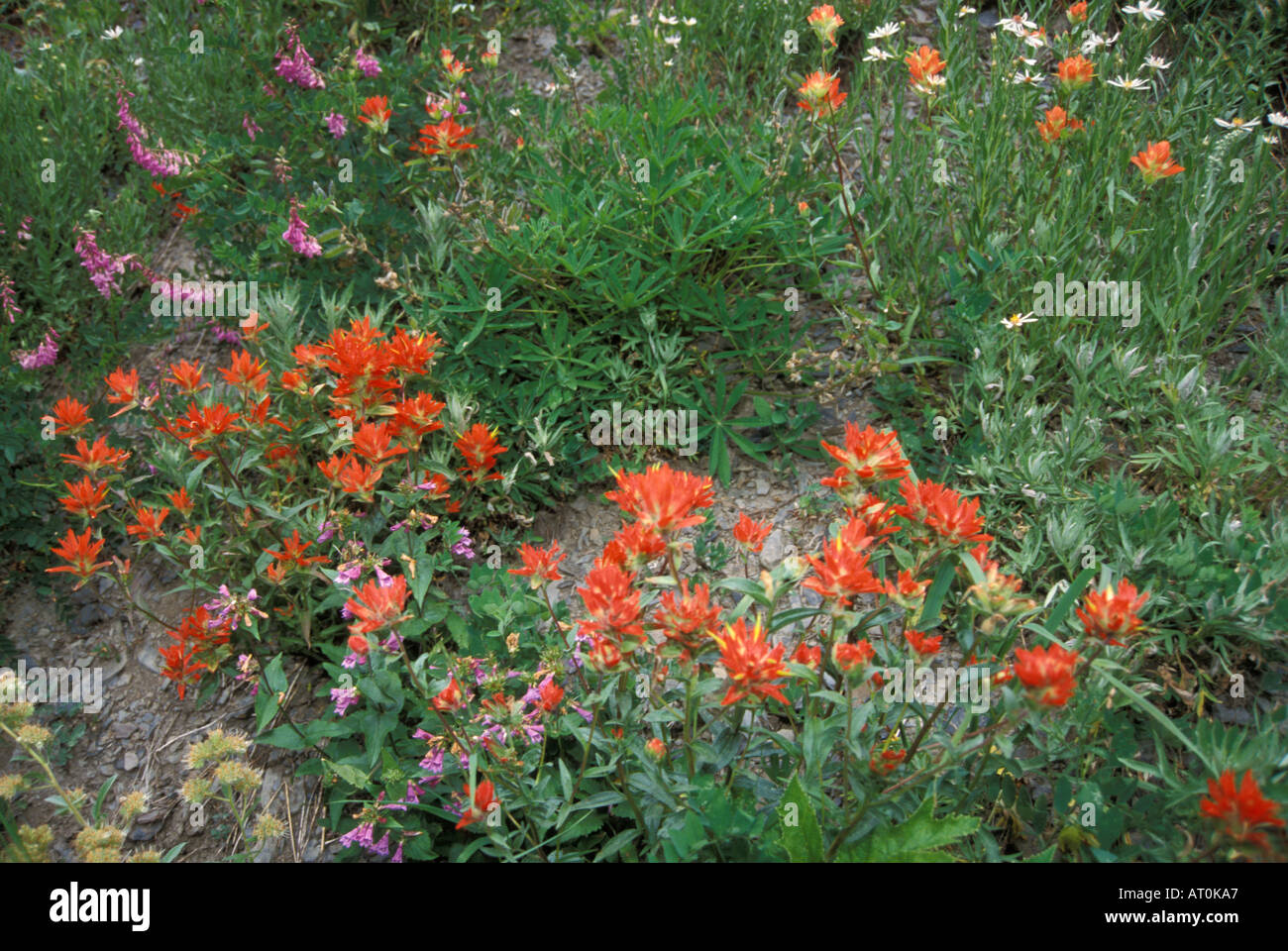 giant red paintbrush Castilleja miniata with other wildflowers in a ...