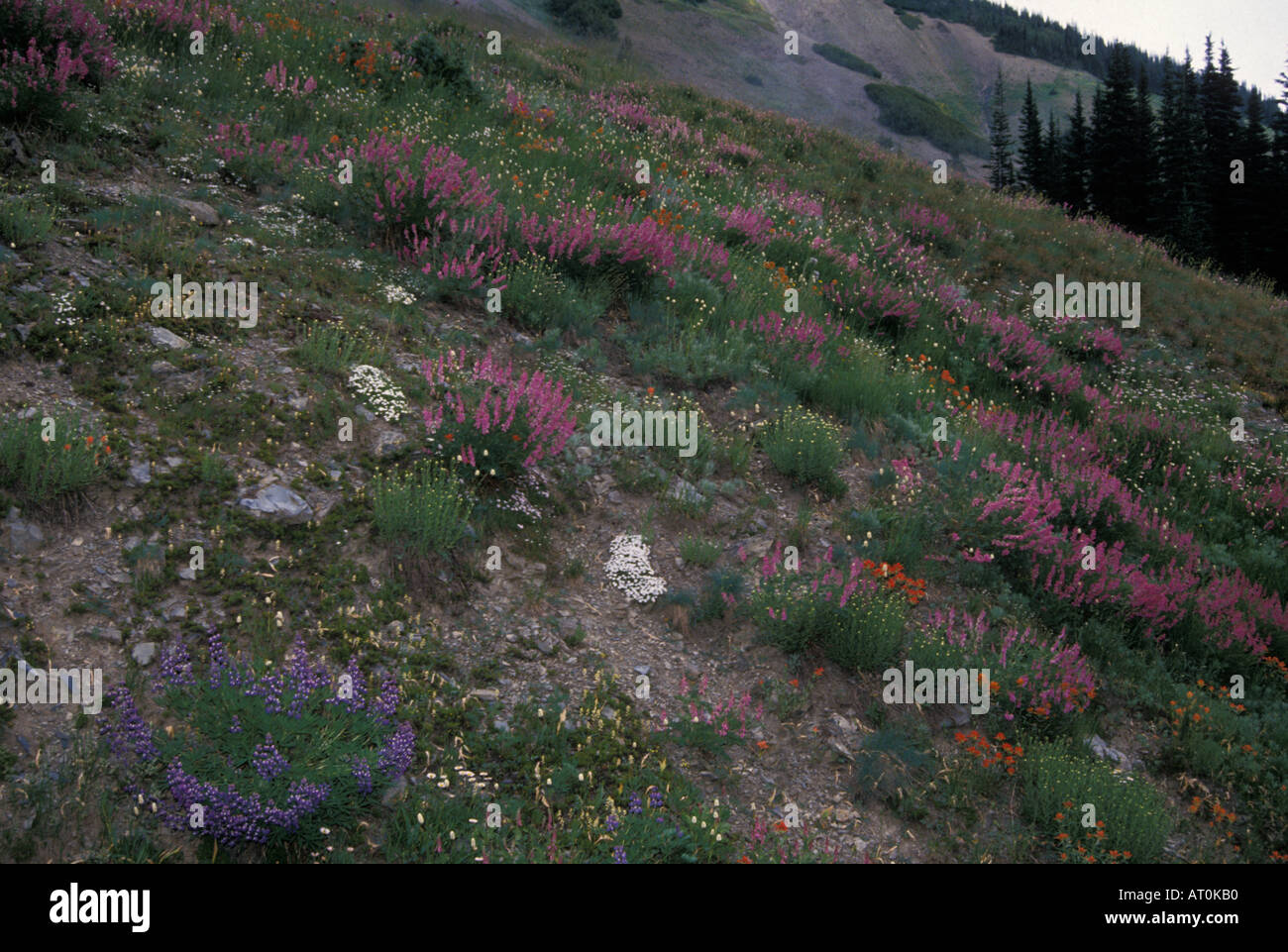 wildflowers in a subalpine meadow in Olympic National Park Olympic ...