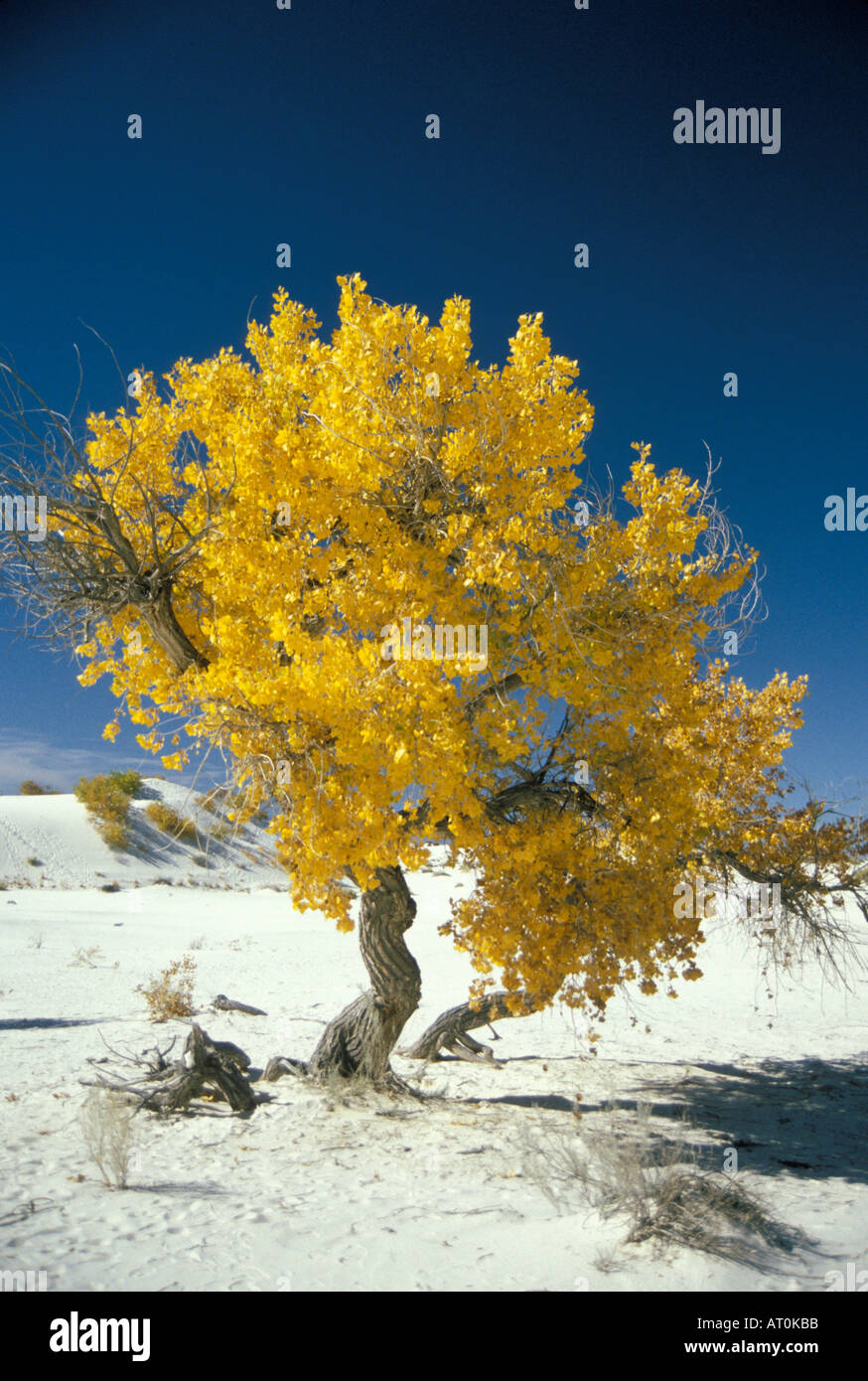 narrowleaf cottonwood Populus deltoides in fall colors in White Sands ...