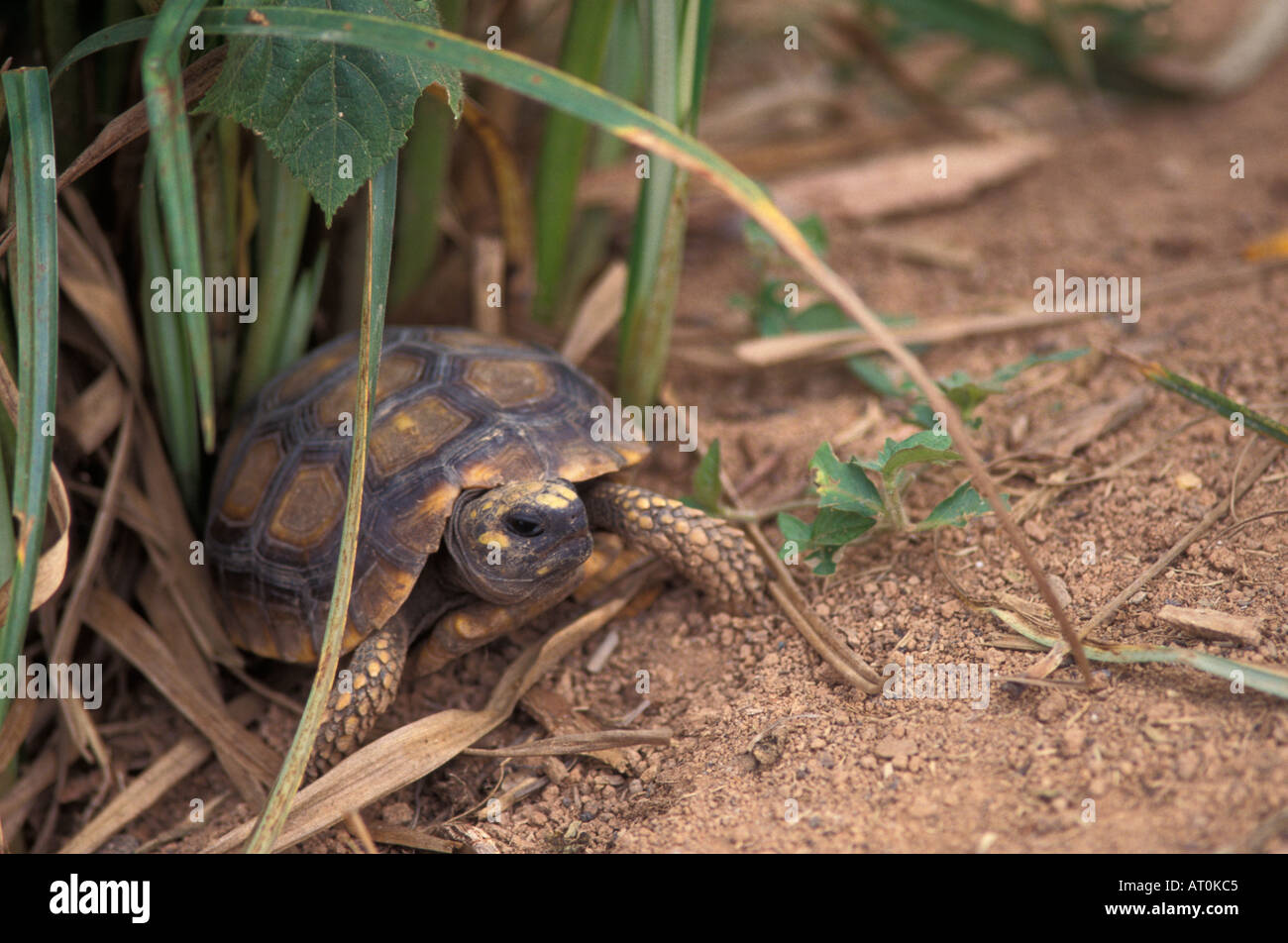 box turtle Terrapene in a amazon rainforest of Ecuador South America ...