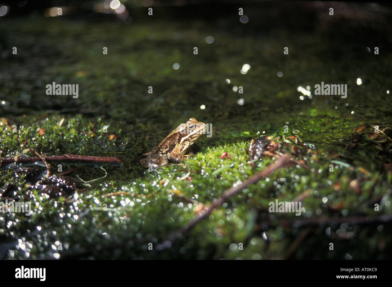 cascades frog Rana cascadae on the edge of a pond in Cascades National ...