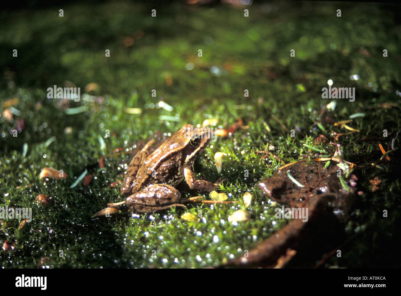 cascades frog Rana cascadae on the edge of a pond in North Cascades ...