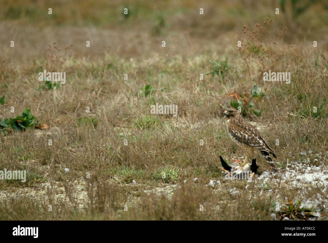 prairie falcon Falco mexicanus eating waterfowl along the coast of ...