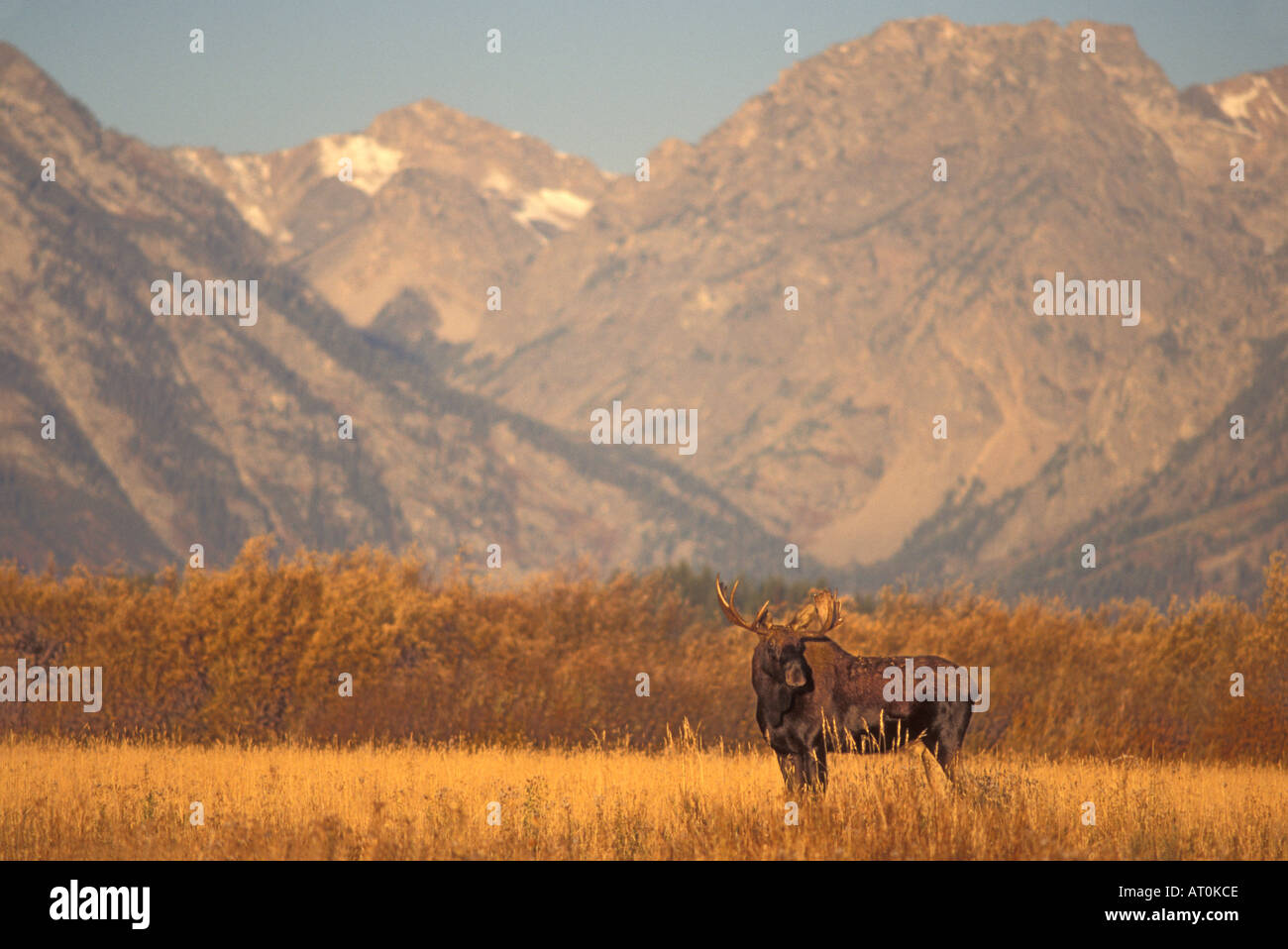 moose Alces alces bull in a meadow Teton Range in the background Teton ...