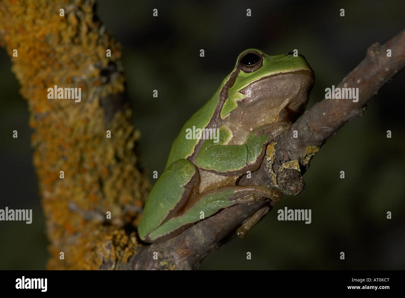 Italian Tree Frog Hyla intermedia Central Italy Stock Photo - Alamy