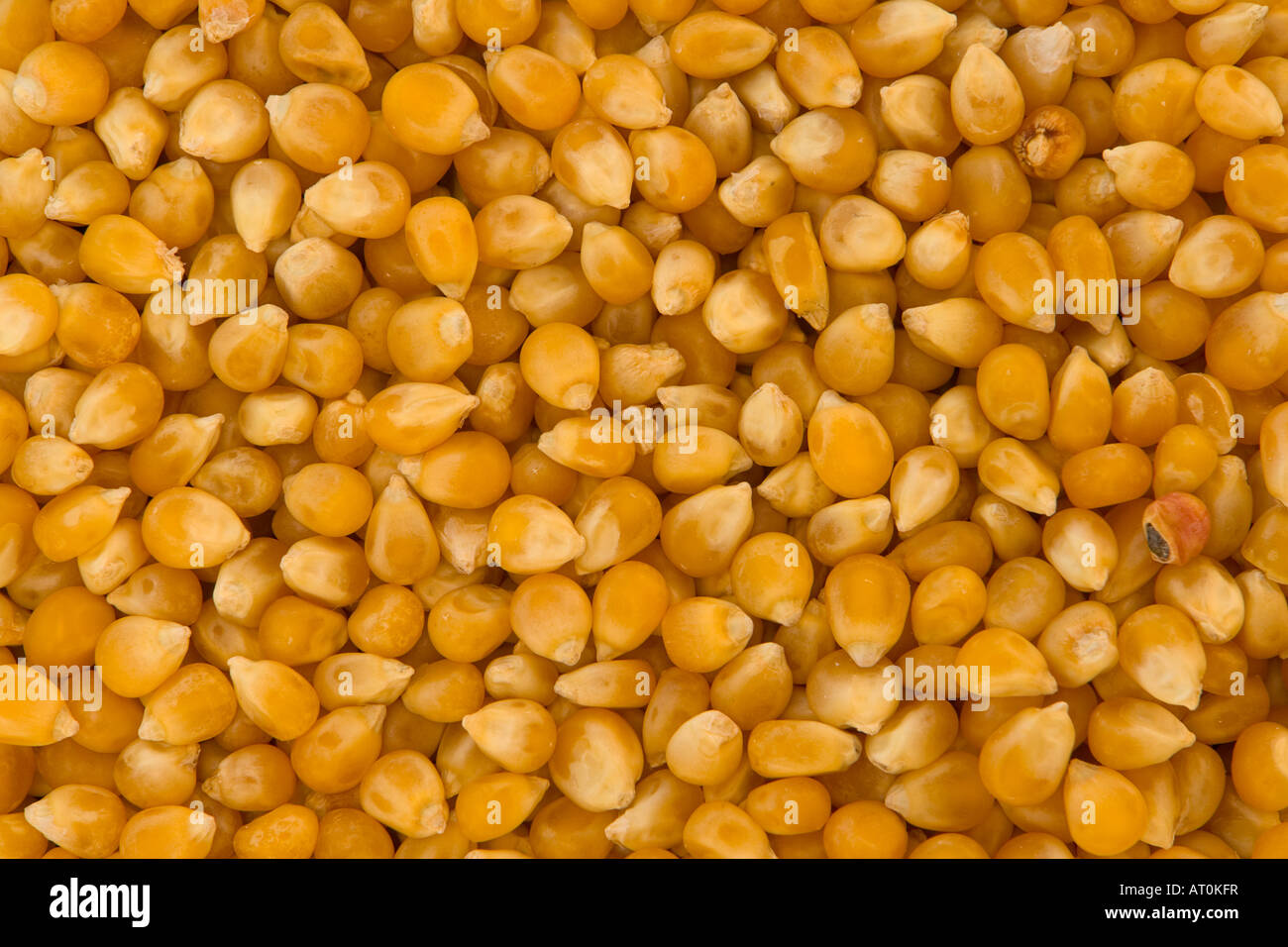 Corn, Maize, Popcorn Stock Photo - Alamy
