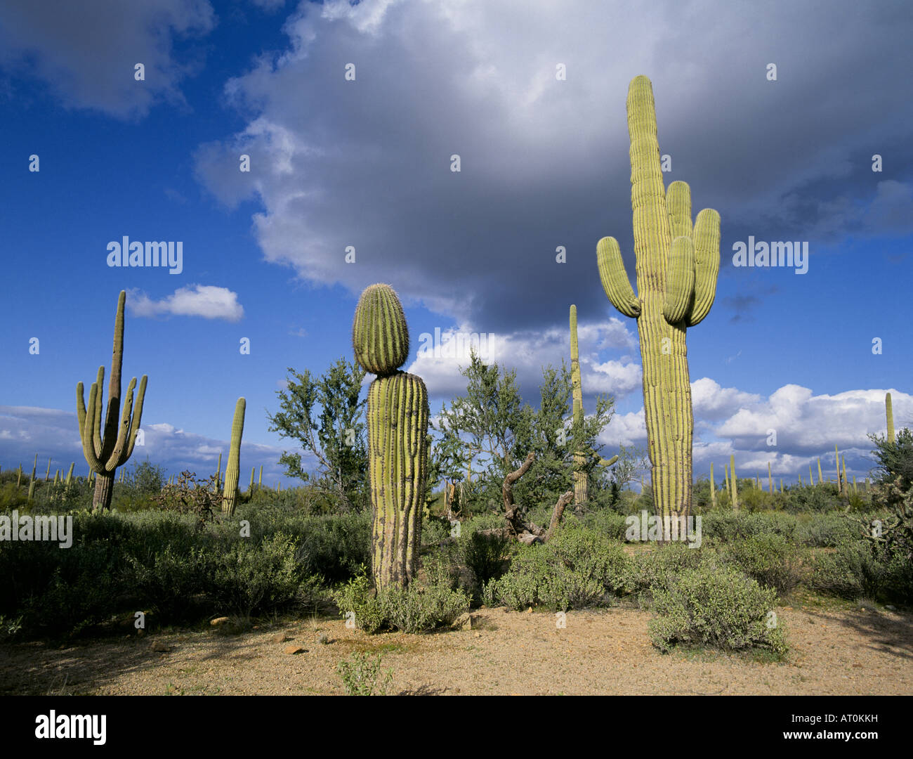 Giant Saguaro cactus in the sonoran desert in Saguaro National Park ...