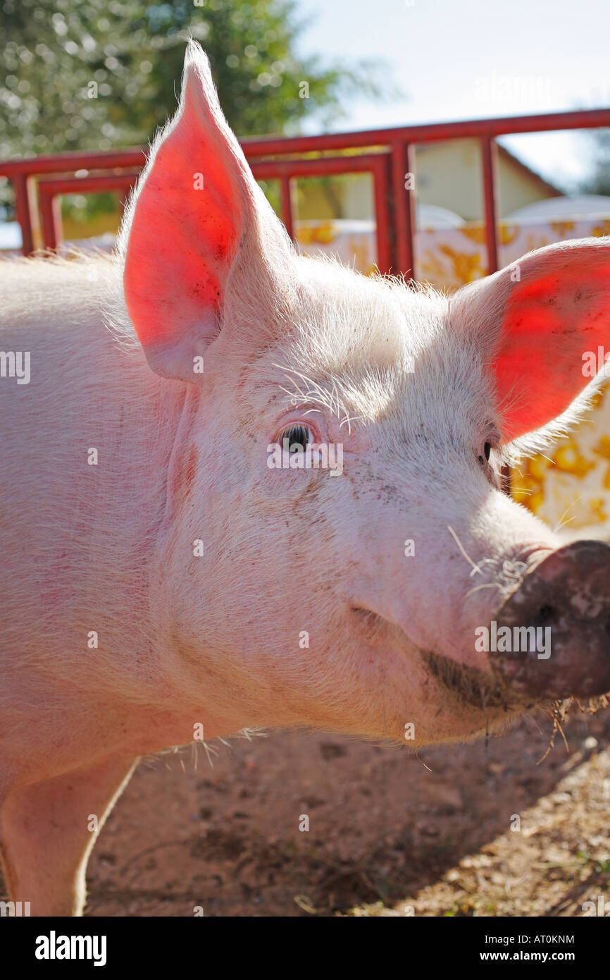 Pig pose hi-res stock photography and images - Alamy