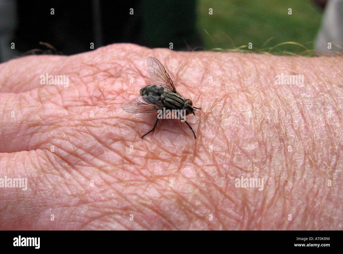A closeup of a fly that has landed on a hand during a picnic Stock ...