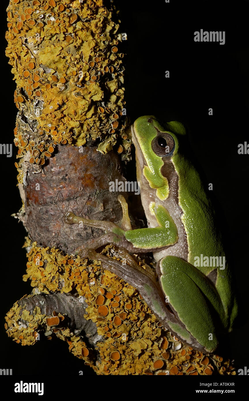Italian Tree Frog Hyla intermedia Central Italy Stock Photo - Alamy