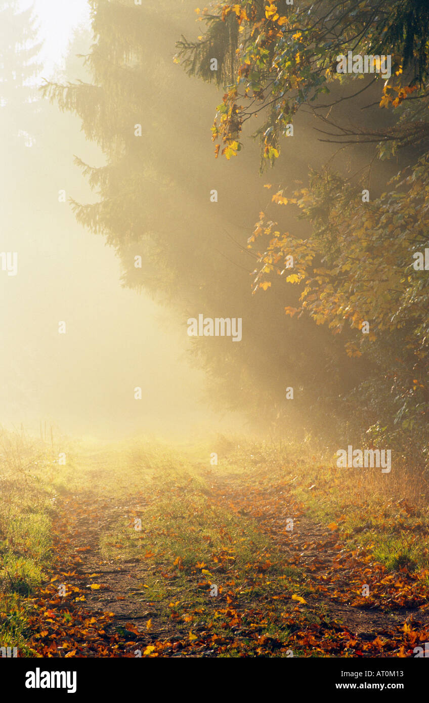 COUNTRY ROAD IN MIST Stock Photo - Alamy