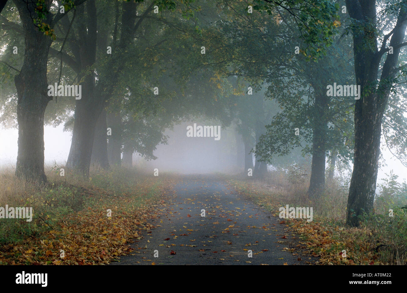 COUNTRY ROAD IN MIST Stock Photo - Alamy