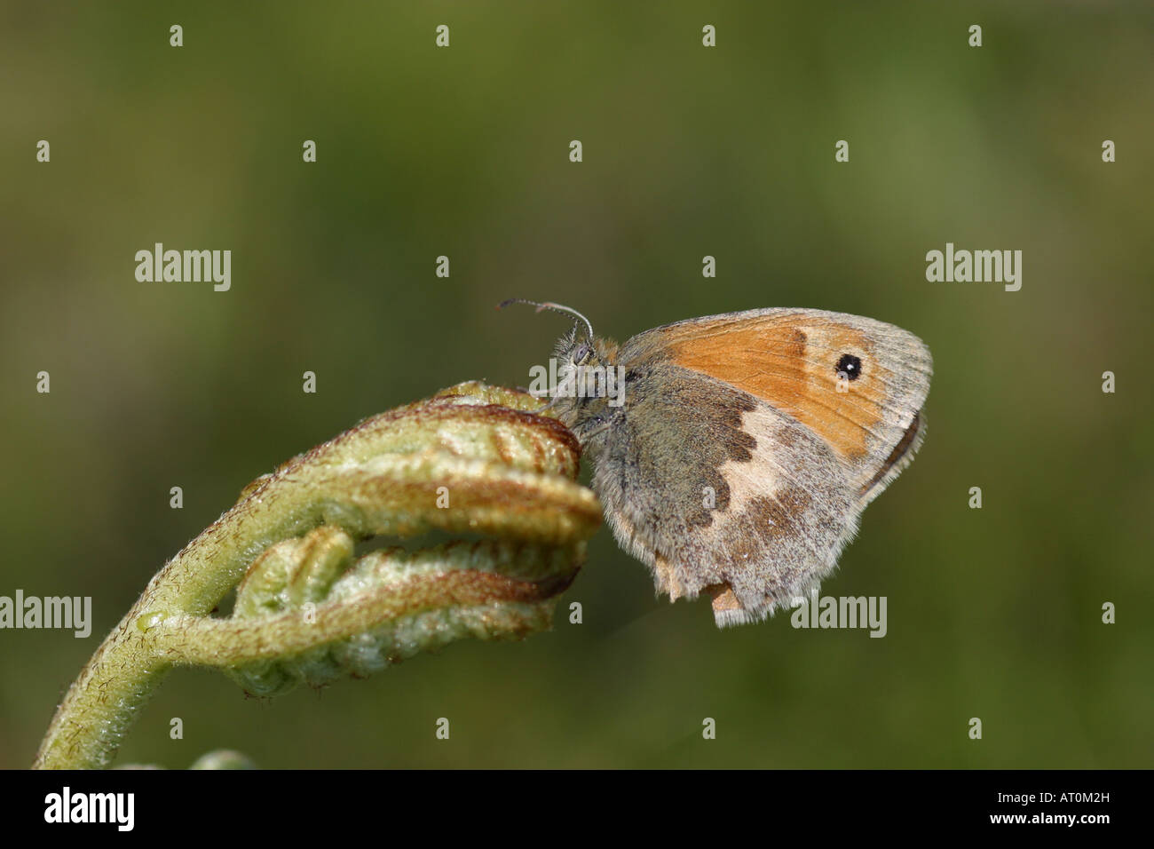 Small Heath butterfly Coenonympha pamphilus resting on bracken Stock ...