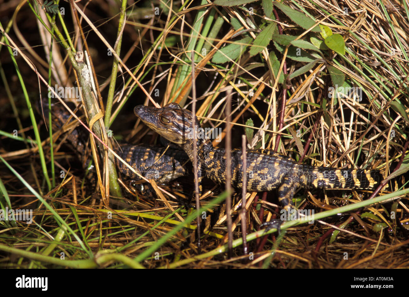 American alligator babies hi-res stock photography and images - Alamy