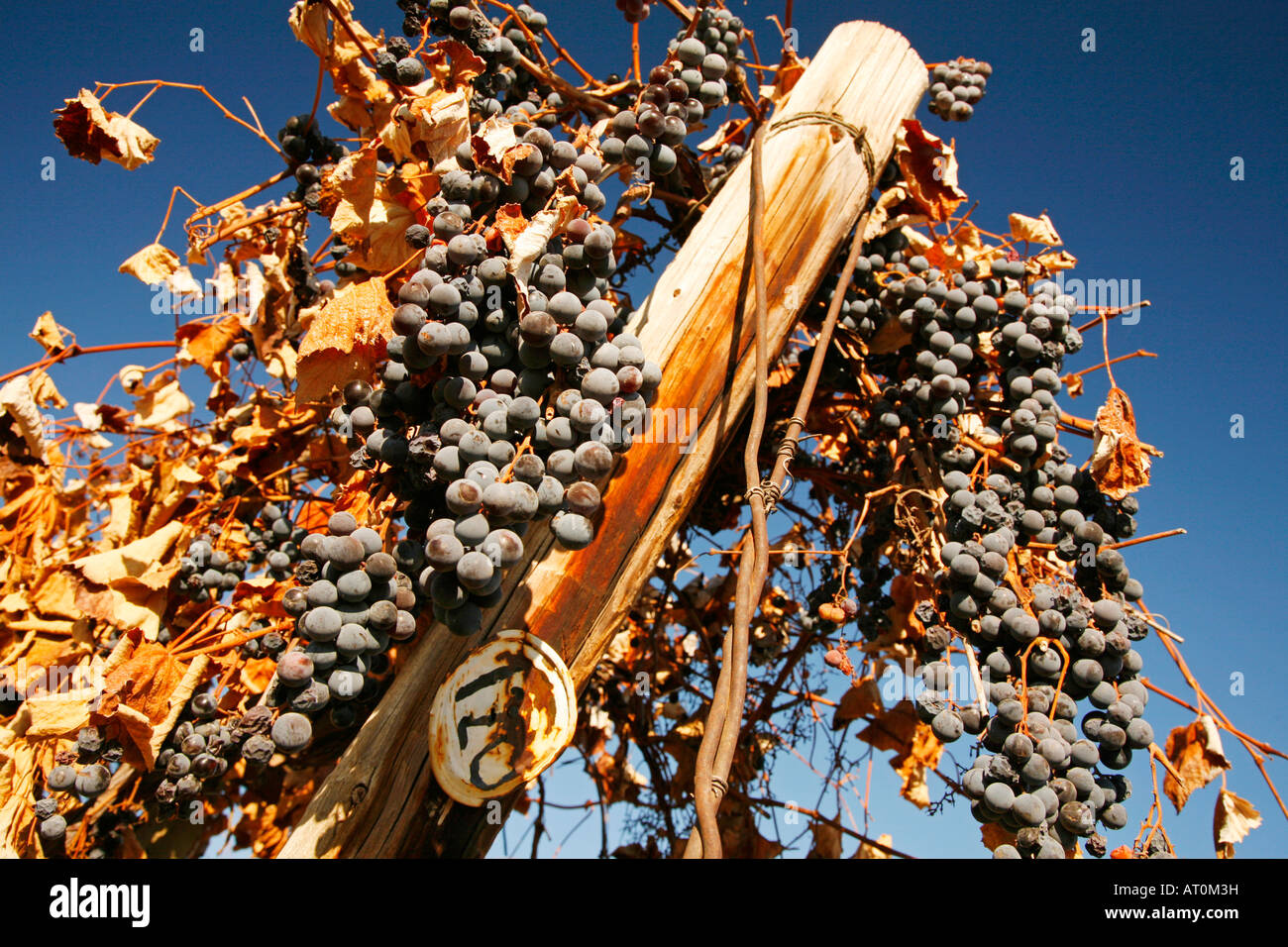 Grape vines in autumn, Yakima valley, Washington State Stock Photo - Alamy