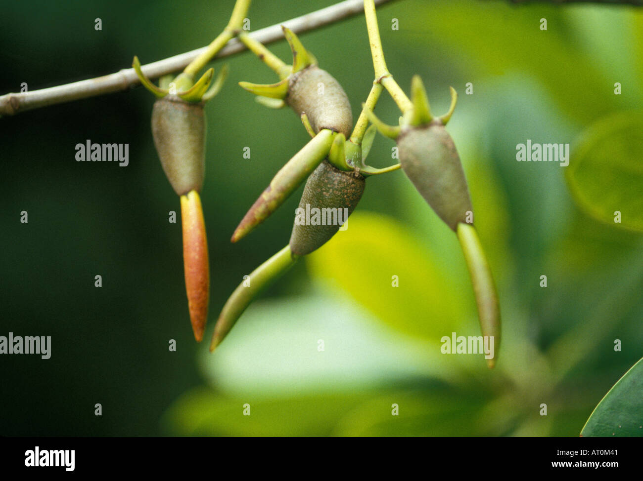 Mangrove Seeds Stock Photos & Mangrove Seeds Stock Images - Alamy