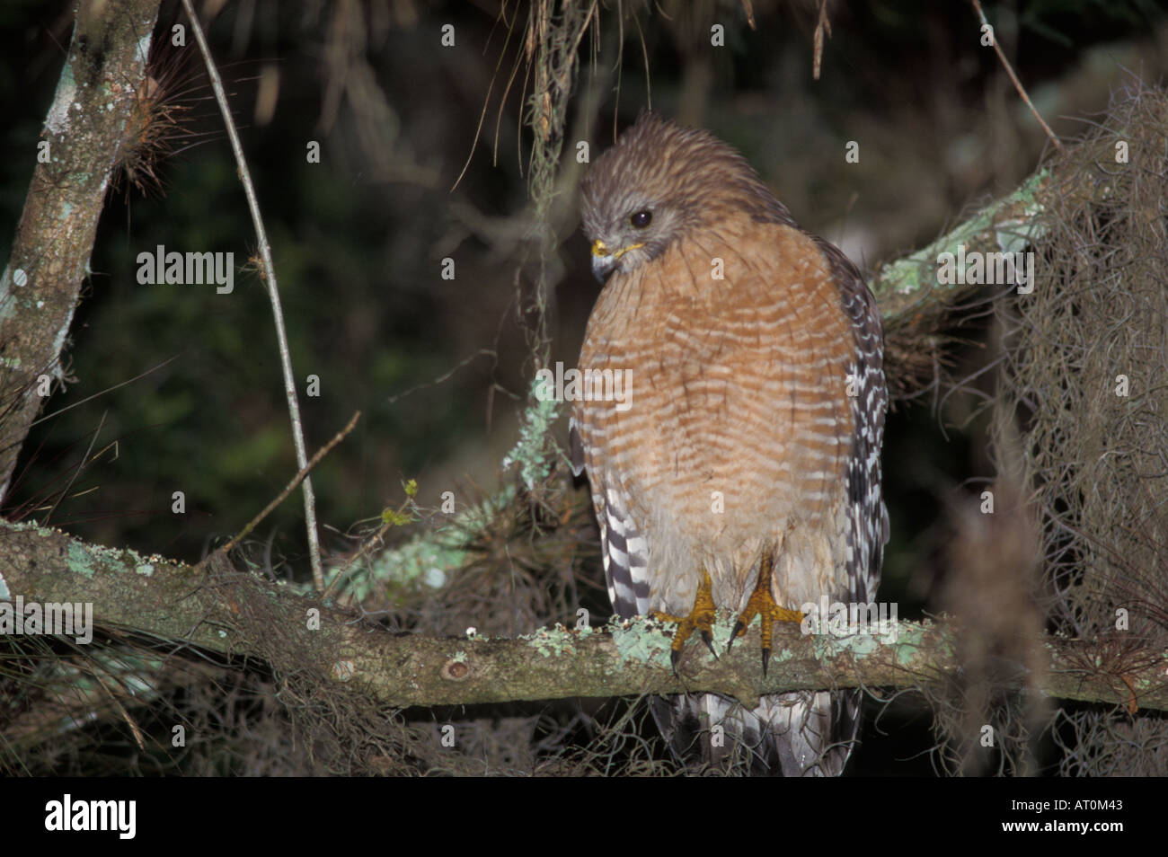 red shouldered hawk Buteo lineatus sits on its perch in Everglades National Park Florida Stock ...