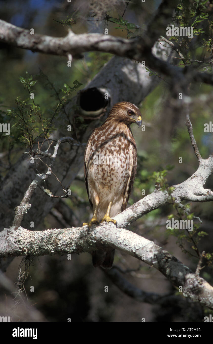 red shouldered hawk Buteo lineatus sits on its perch in Everglades ...