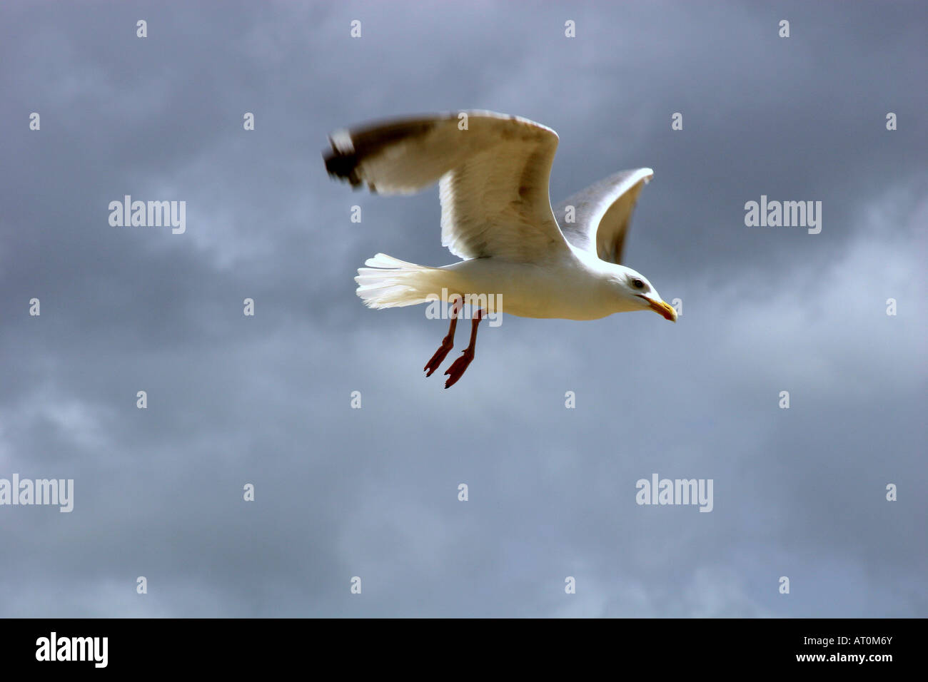 seagull in flight Stock Photo - Alamy