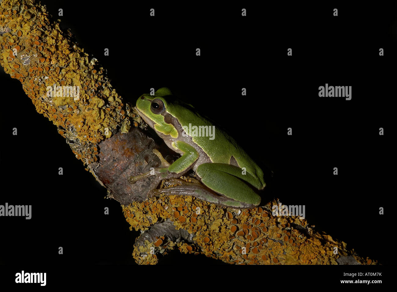 Italian Tree Frog Hyla intermedia Central Italy Stock Photo - Alamy