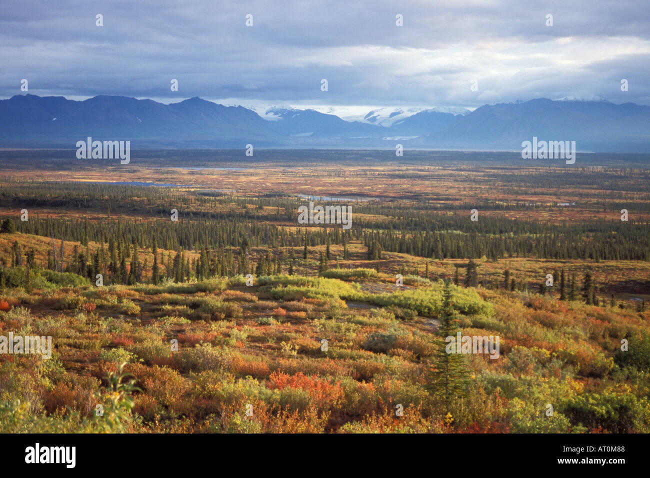 fall tundra landscape of the interior of Alaska with the Alaskan Range ...