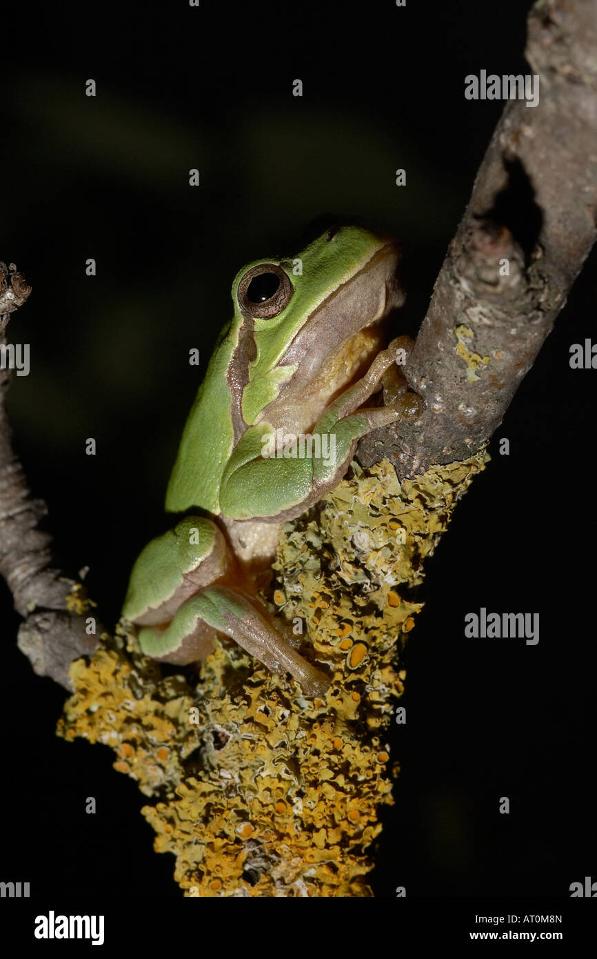 Italian Tree Frog Hyla intermedia Central Italy Stock Photo - Alamy