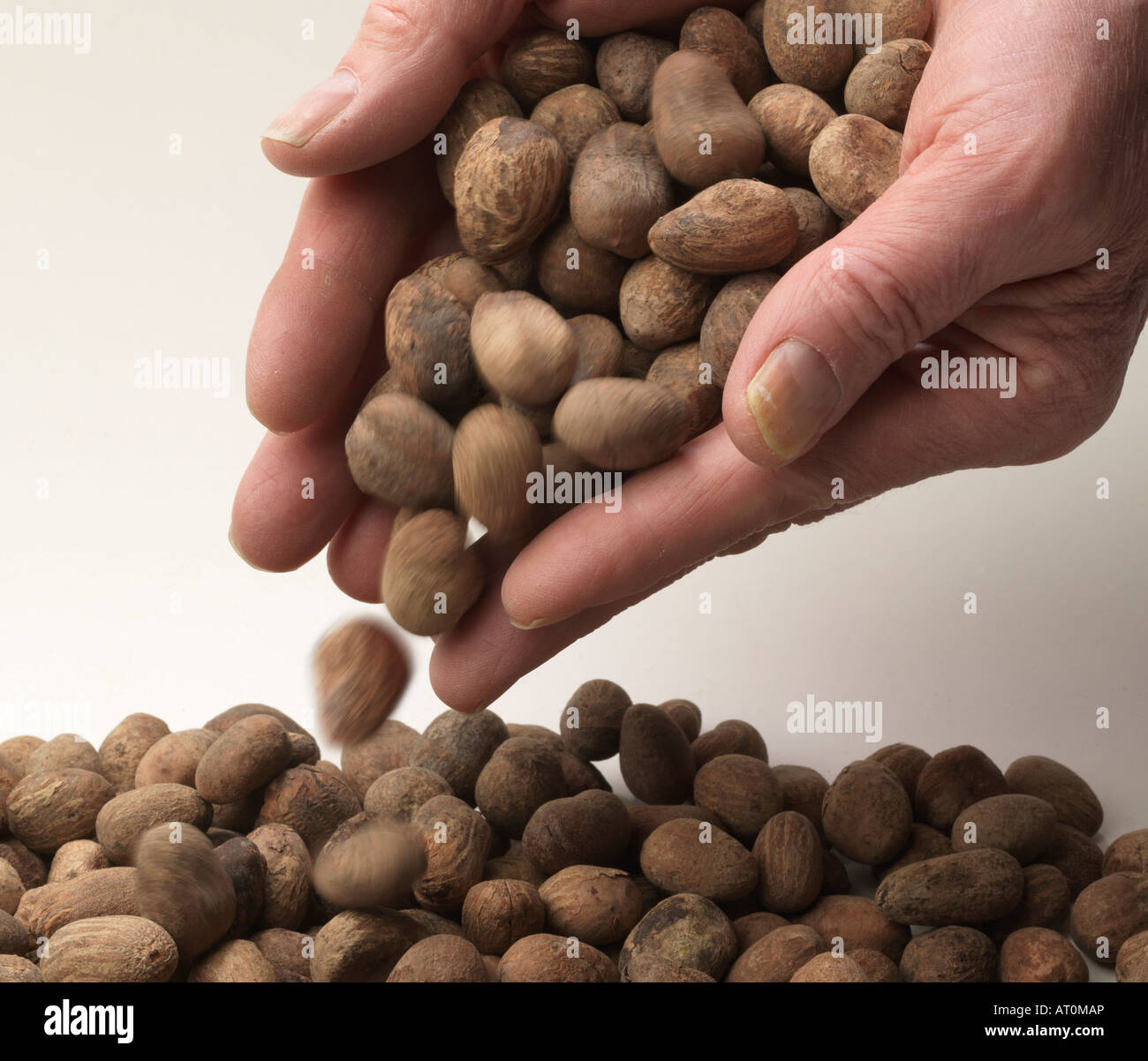 Hands pouring Shea Nuts Stock Photo - Alamy