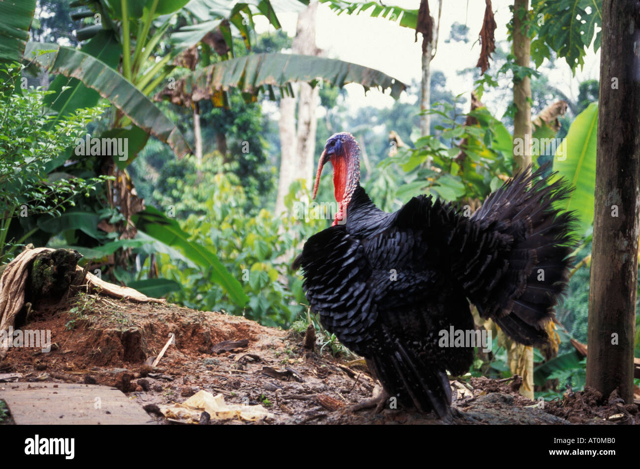 domesticated turkey Meleagris gallopavo on a jungle homestead in ...