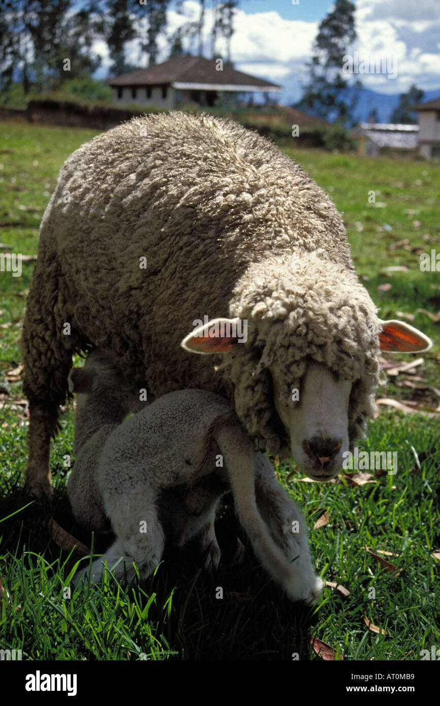 domesticated sheep with nursing lamb in the countryside of Columbia ...