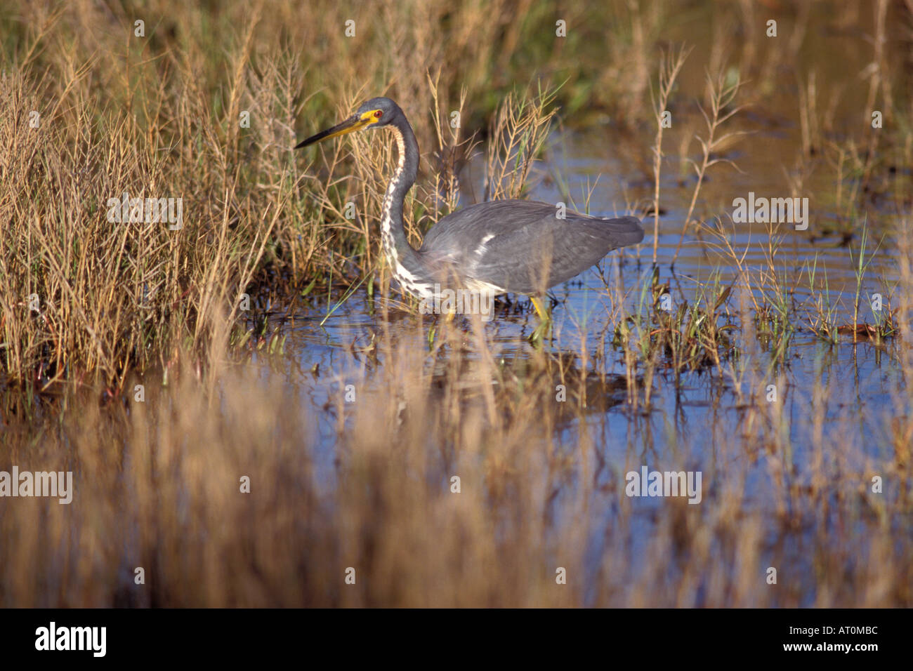 Everglades florida fishing fish hi-res stock photography and images - Alamy