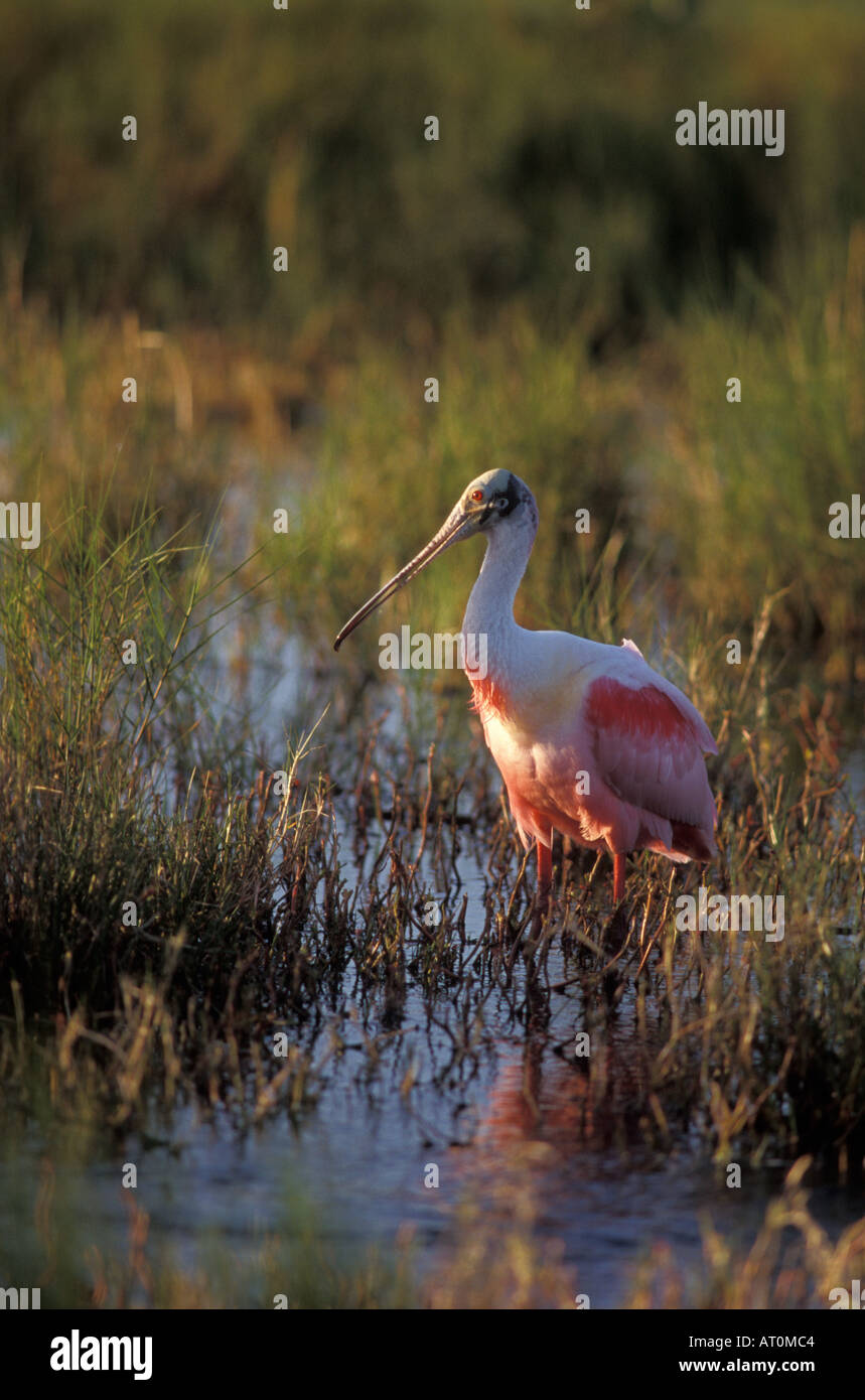 roseate spoonbill Ajaia ajaja in a marsh in Merritt Island Wildlife ...