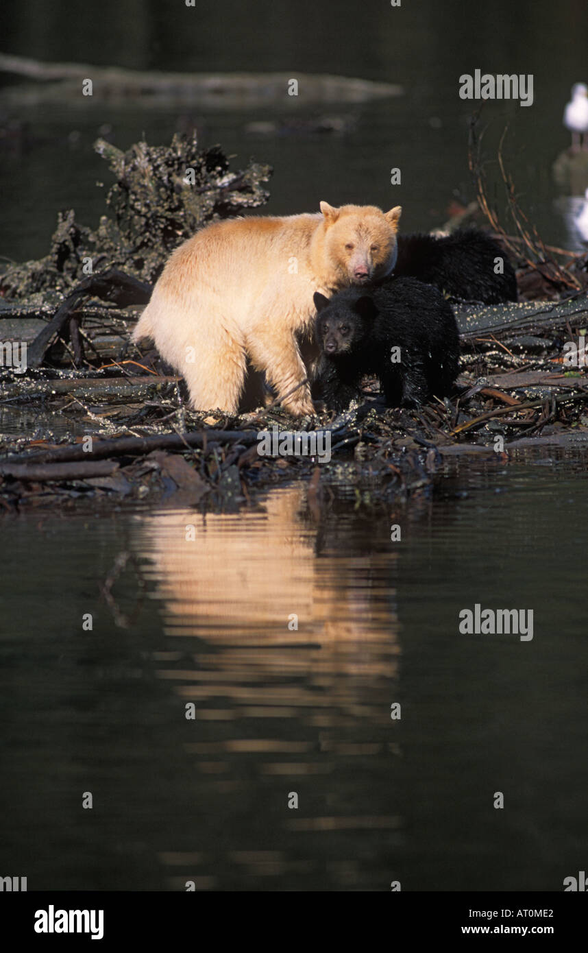 spirit bear Kermode black bear Ursus americanus sow with two black cubs ...
